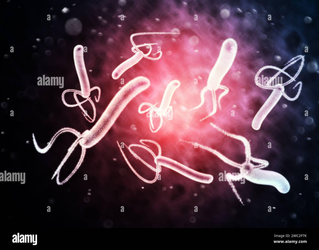 Helicobacter pylori is a gram-negative, flagellated, helical bacterium ...