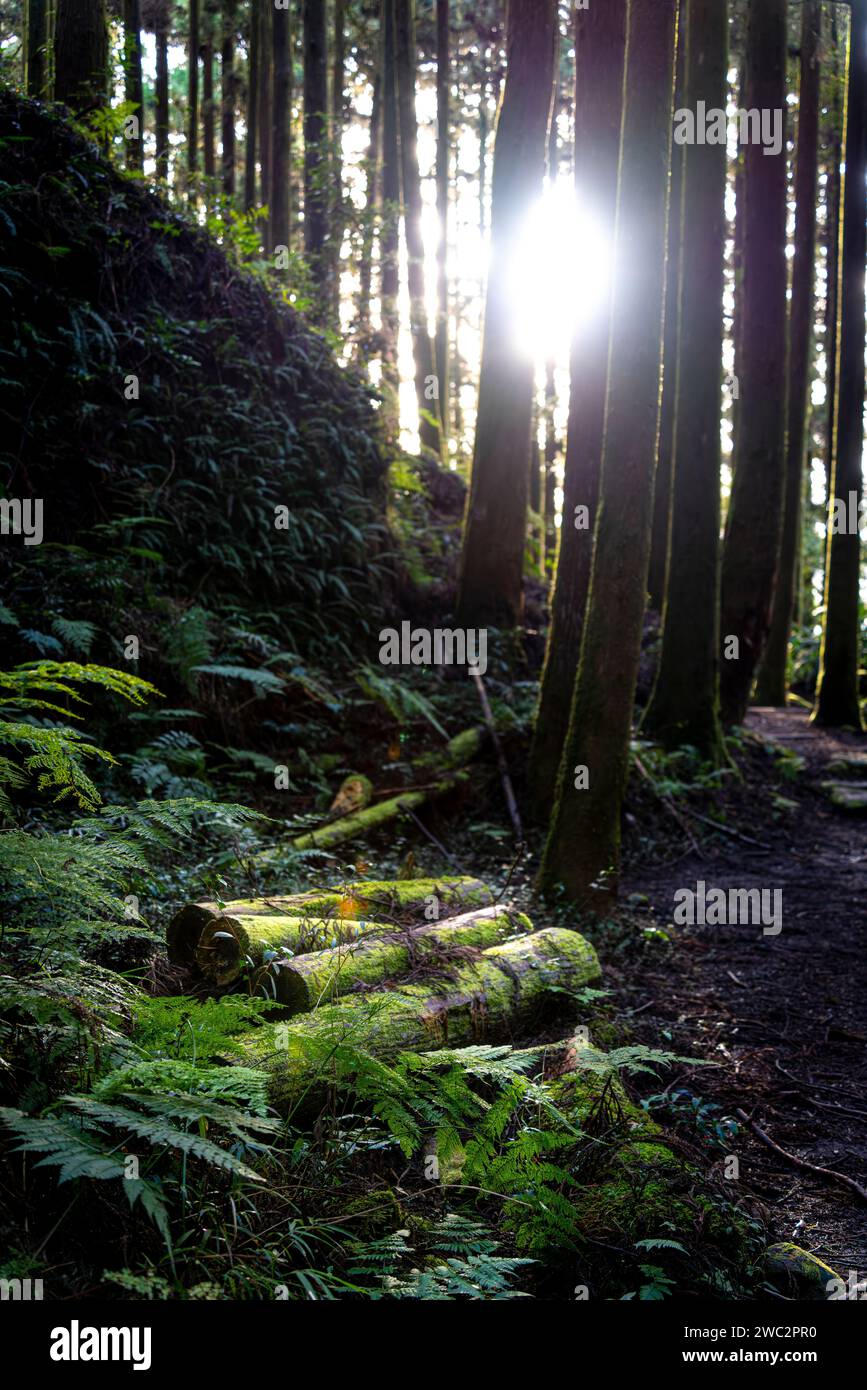 A scenic forest path surrounded by lush greenery including moss and ...