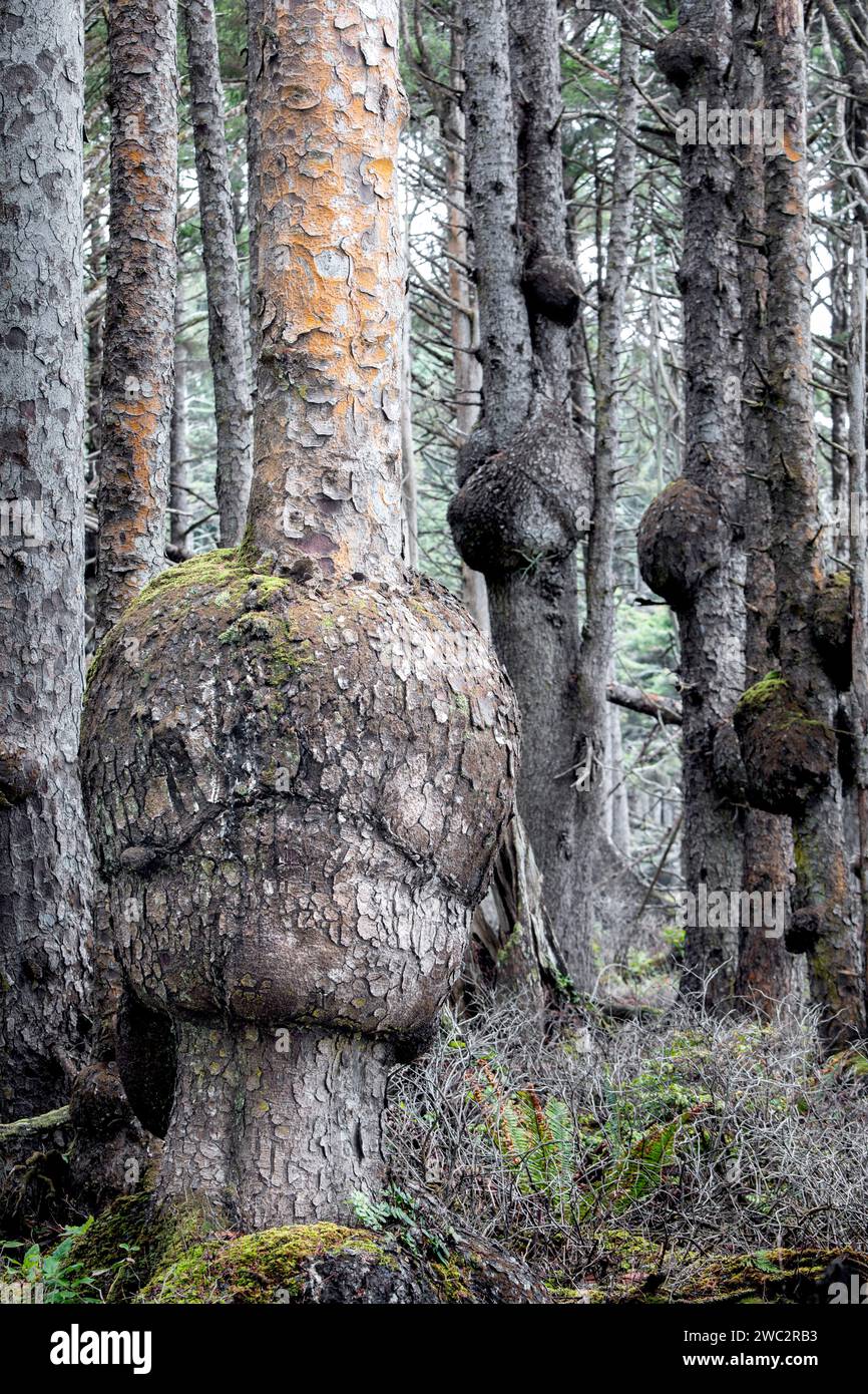 Pacific coast forest spruce forest hi-res stock photography and images ...