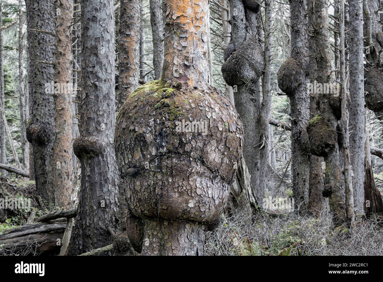 Pacific coast forest spruce forest hi-res stock photography and images ...