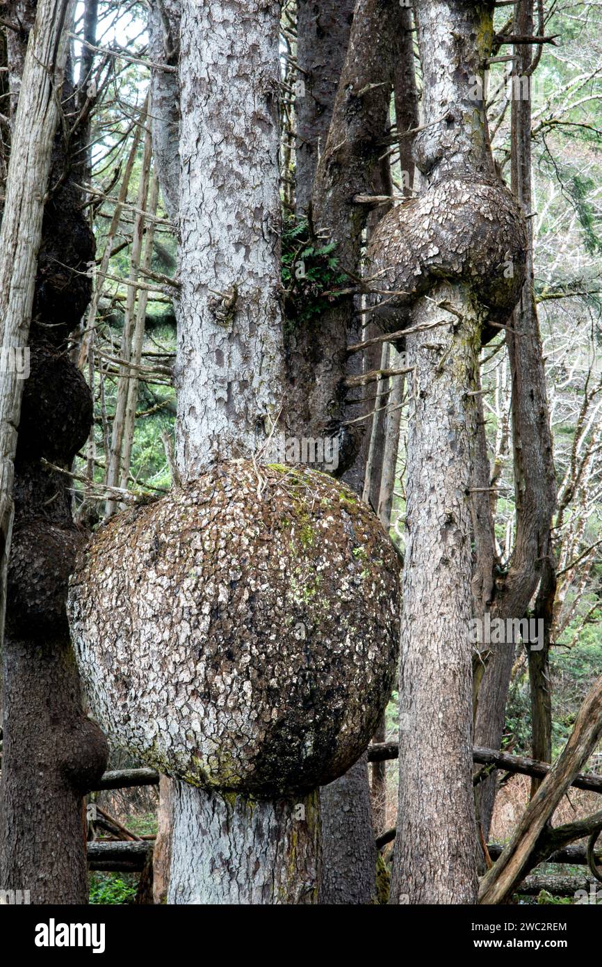 Pacific coast forest spruce forest hi-res stock photography and images ...