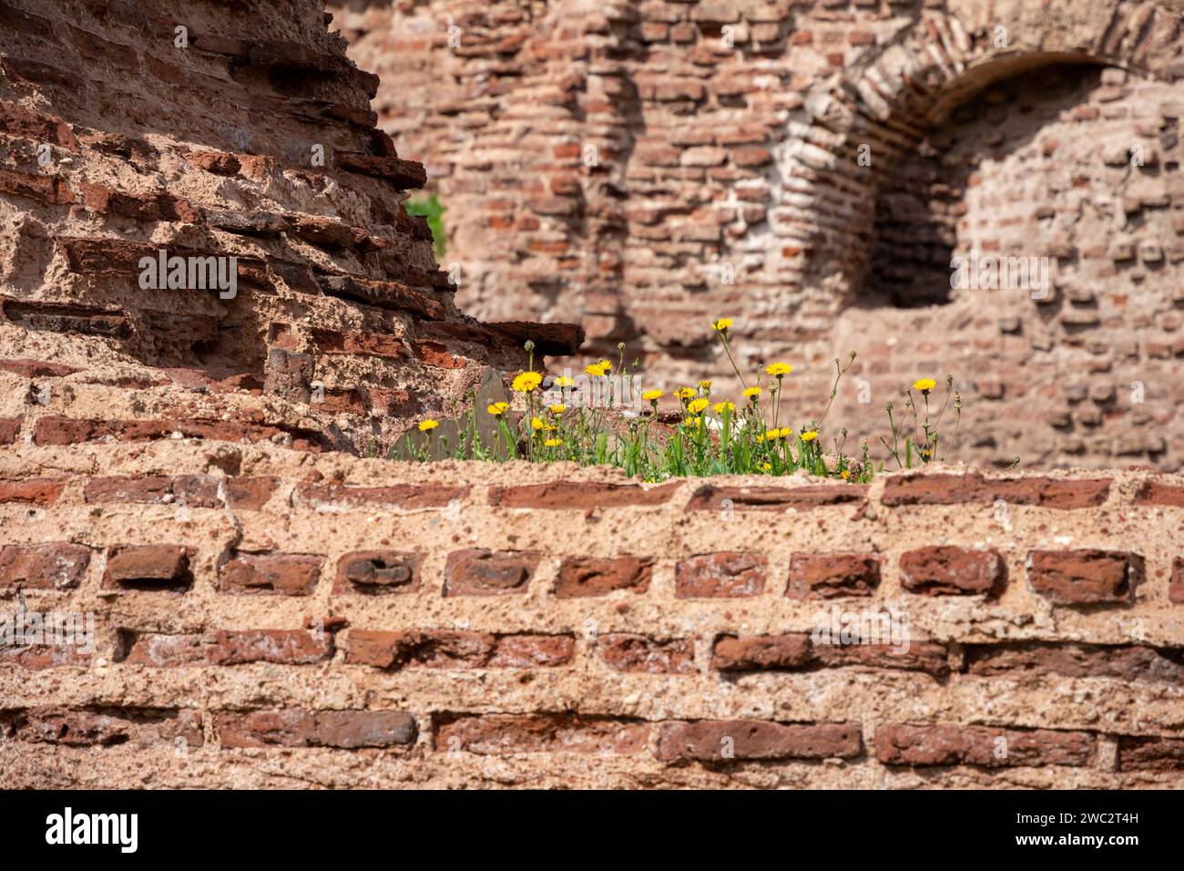 Yellow flowers on ruins of Roman thermae near the amphitheater of ...