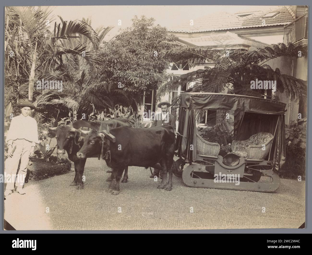 Animal de traction hi-res stock photography and images - Alamy