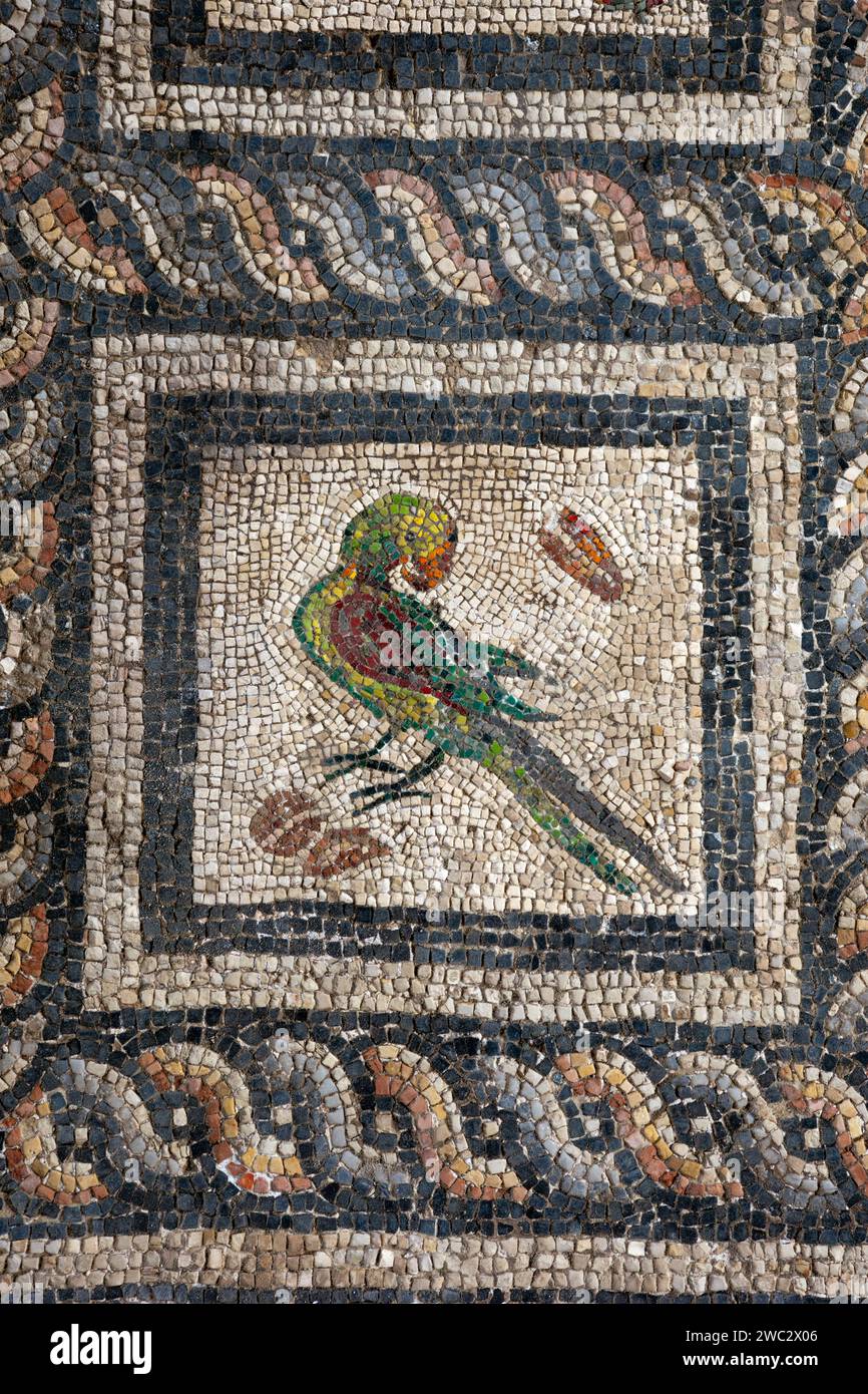 Roman Mosaics on the floor in a building near the Roman amphitheater of ...