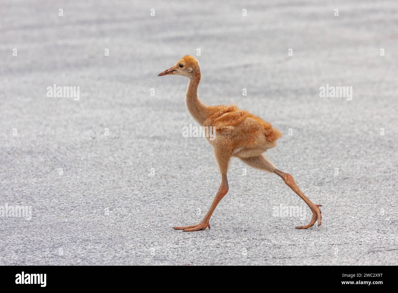 The orange fluffy feathers of a sandhill crane colt stand out in ...