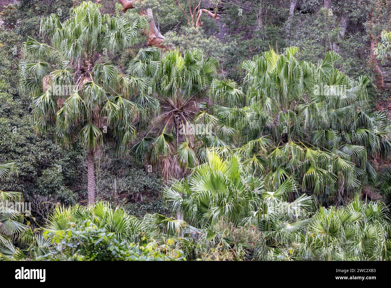 Australian Cabbage Tree Palms growing in the Royal National Park ...