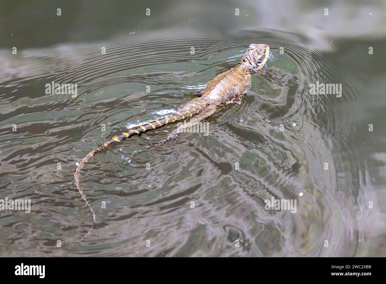 Australian Eastern Water Dragon swimming Stock Photo - Alamy