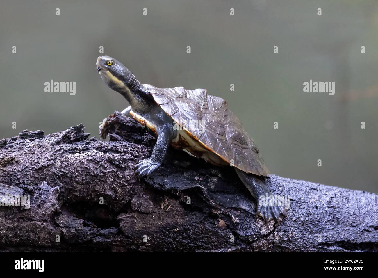 Juvenile Australian Murray River Short-necked Turtle basking on log ...