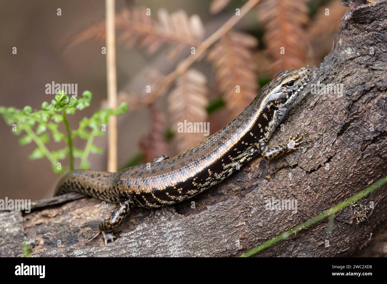 Australian Eastern Water Skink basking on log Stock Photo - Alamy