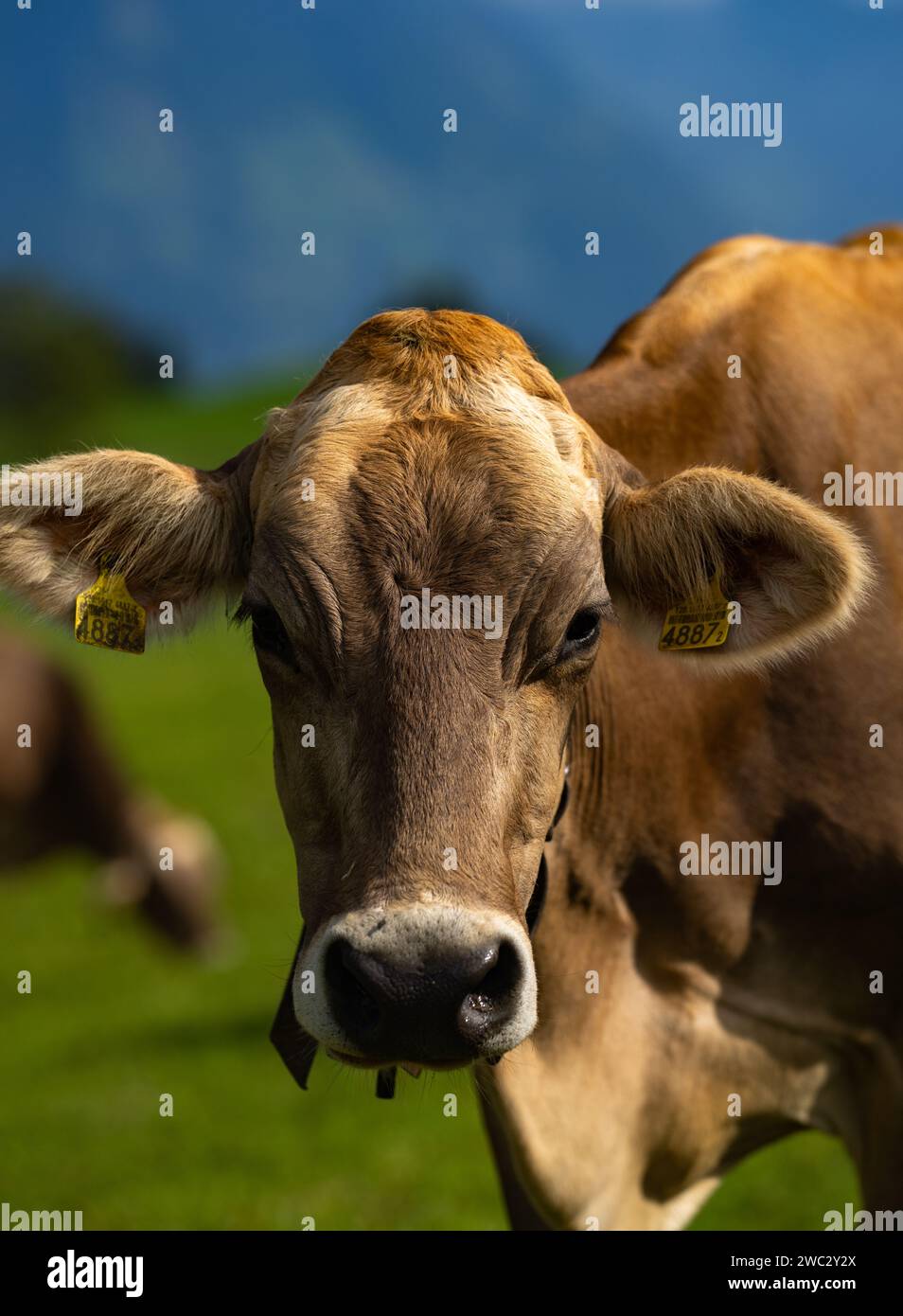 Beefmaster cattle hi-res stock photography and images - Alamy
