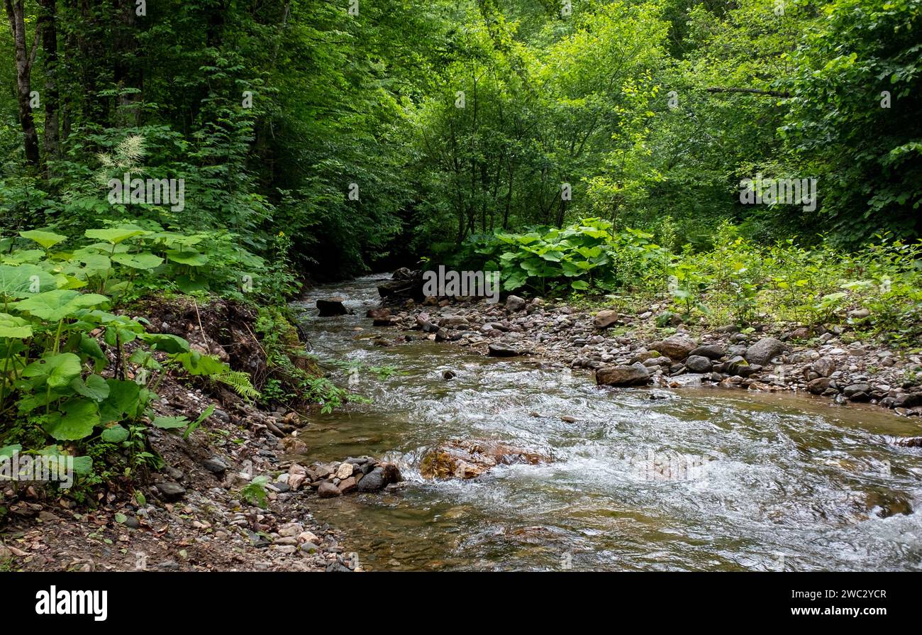 Stones at the bottom of a stormy mountain river flowing through a dense ...