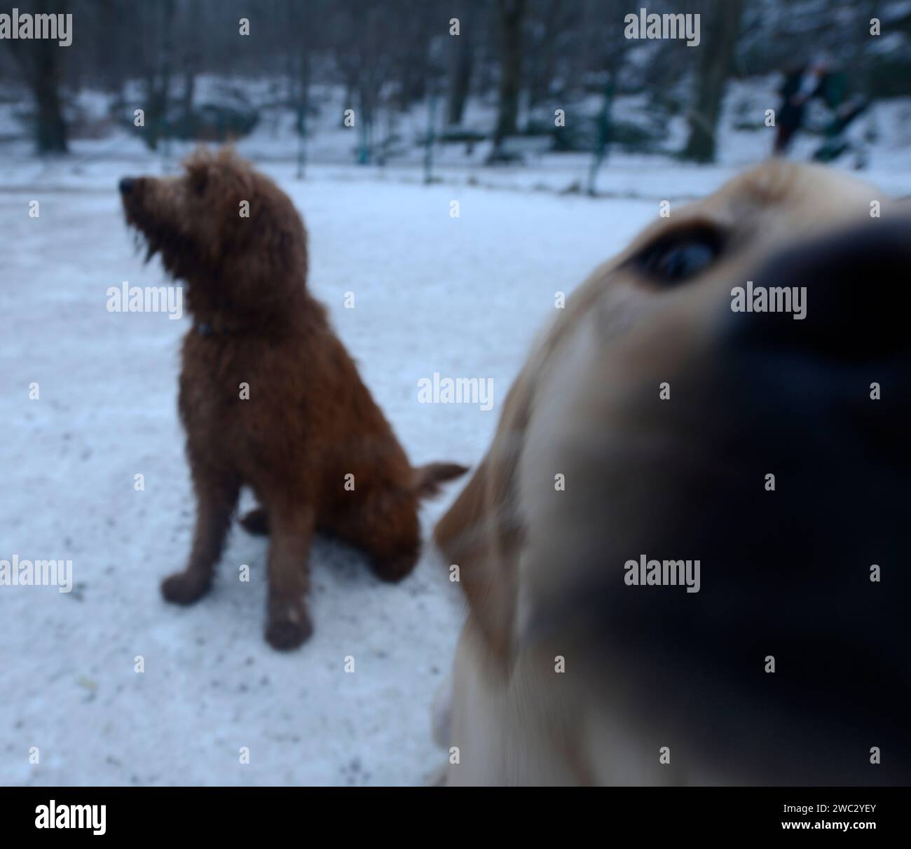 Dog, Canis, familiaris, Canis lupus, wolf, domestic, Pleistocene wolves ...