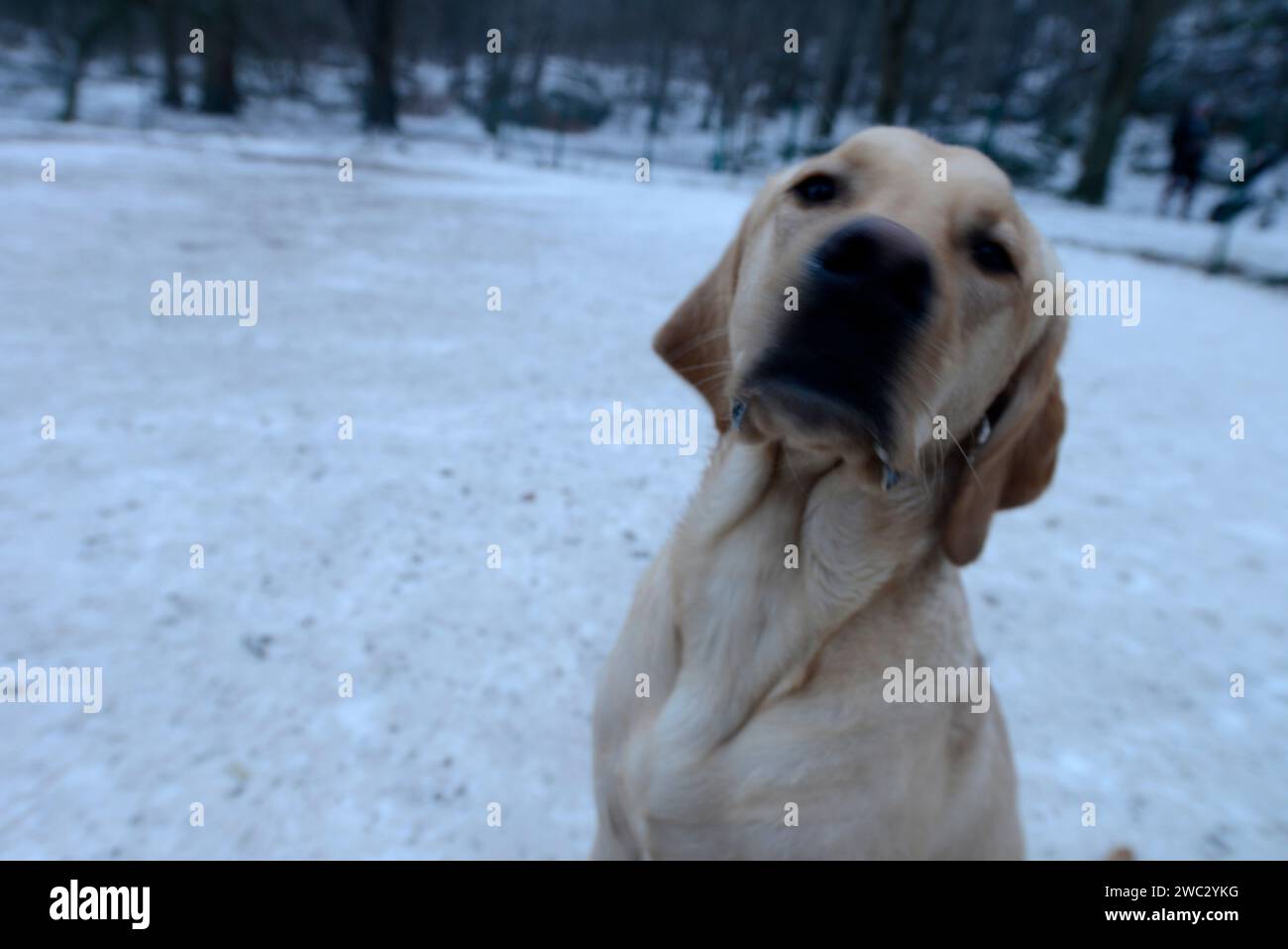 Dog, Canis, familiaris, Canis lupus, wolf, domestic, Pleistocene wolves ...