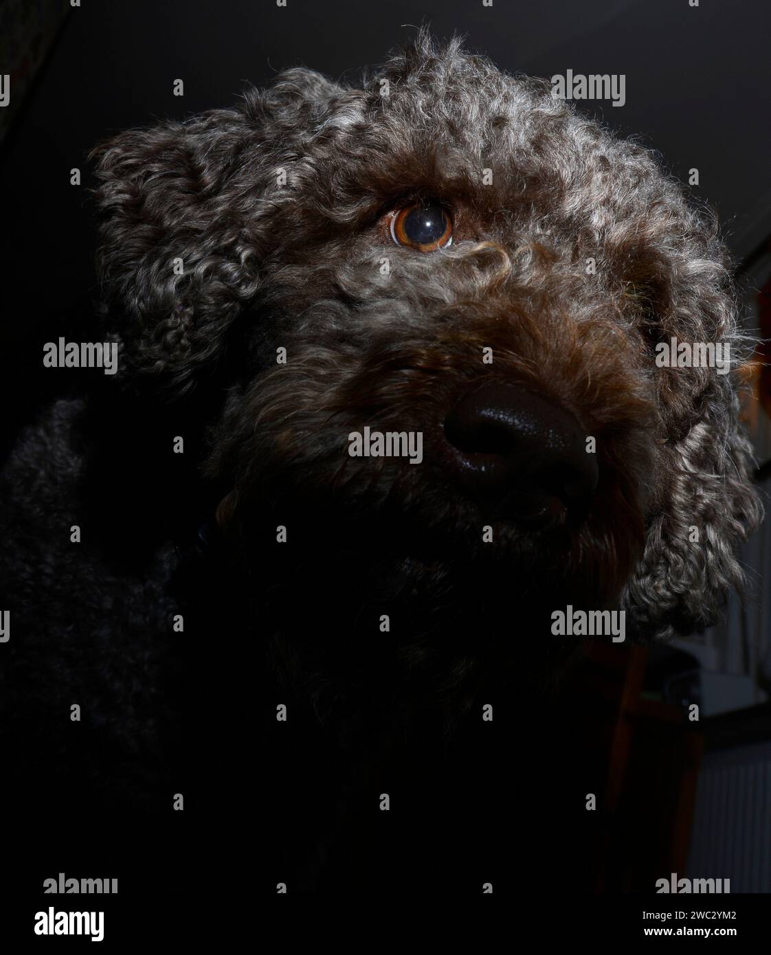 Dog, Canis, familiaris, Canis lupus, wolf, domestic, Pleistocene wolves ...