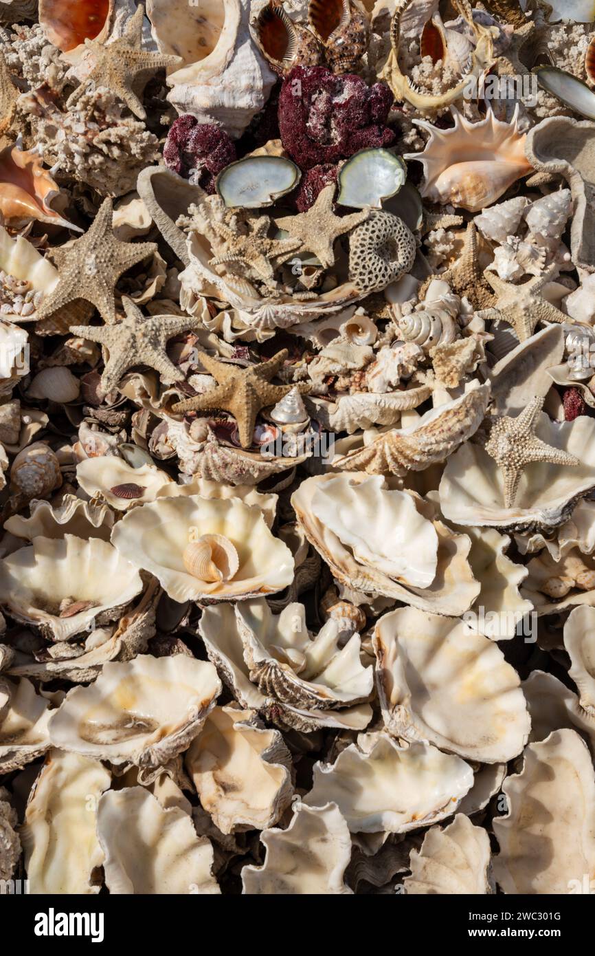 background created by many different sea shells Stock Photo - Alamy