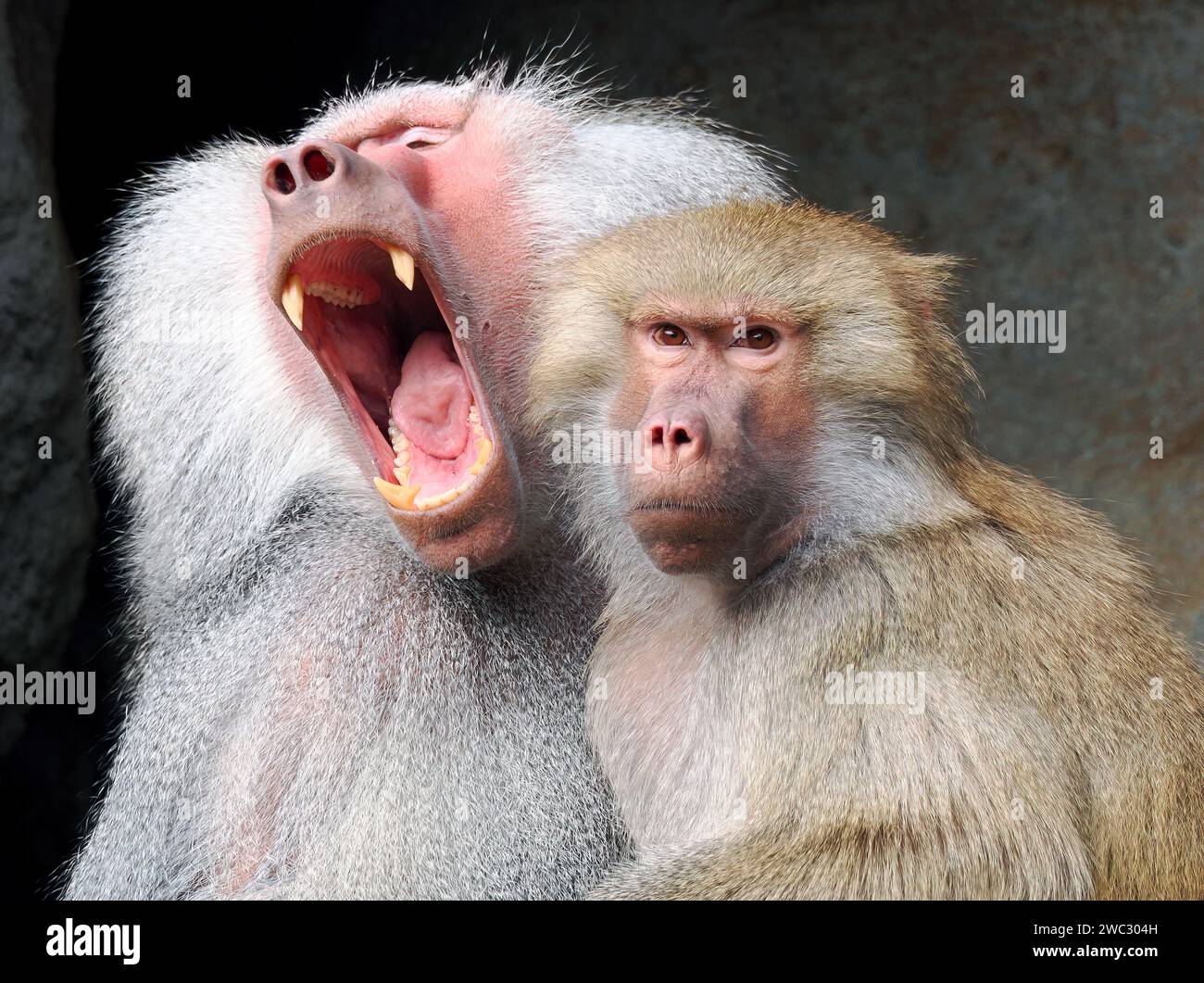 hamadryas baboon, Mantelpavian, Babouin hamadryas, galléros pávián ...