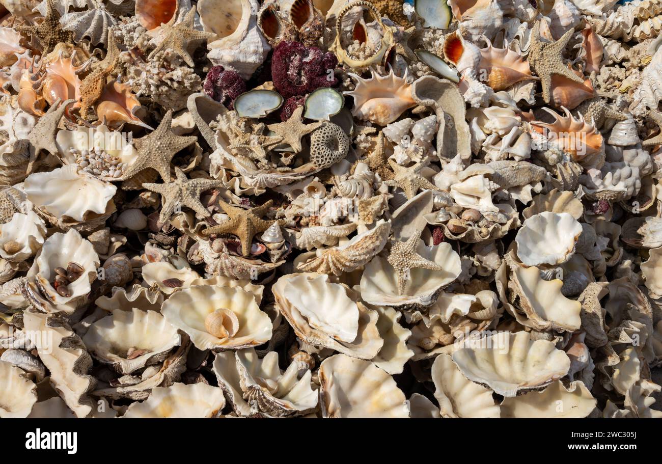 background created by many different sea shells Stock Photo - Alamy