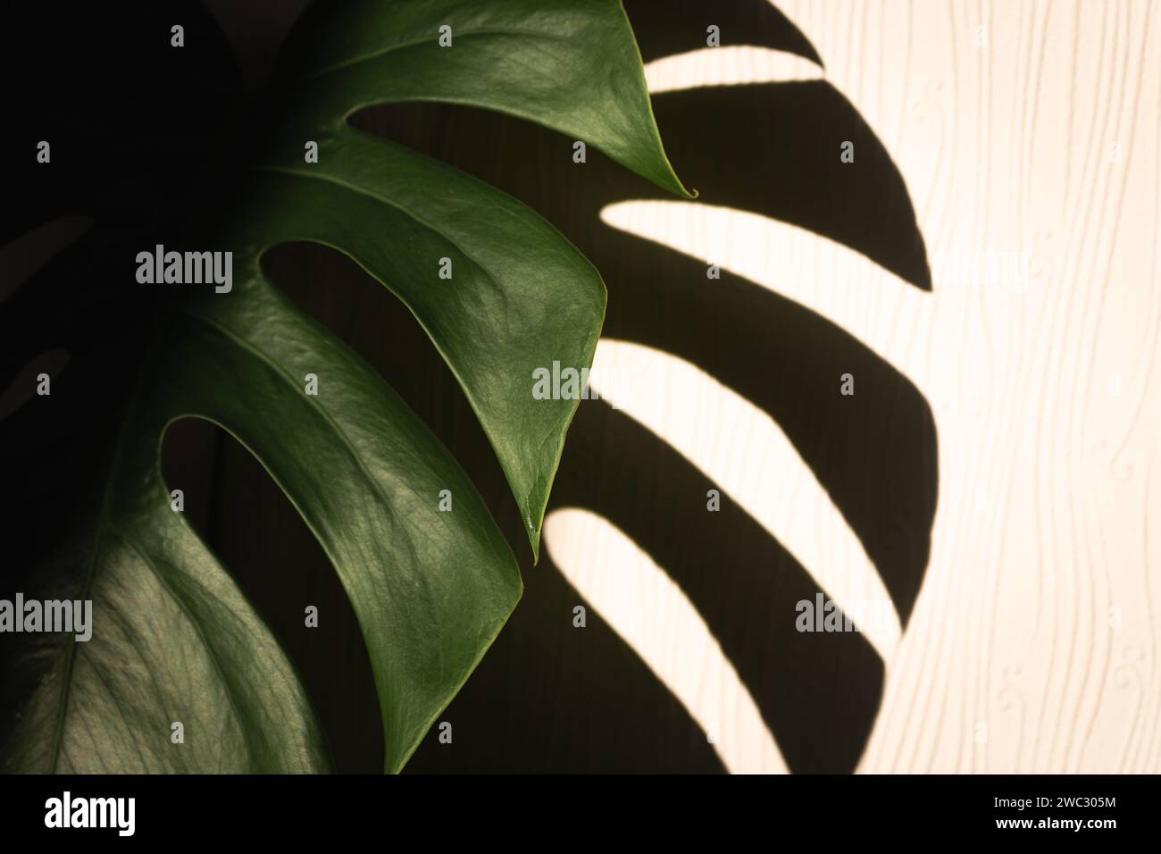 Monstera leaf in sunlight with shadow on the wall. Deep green colour ...