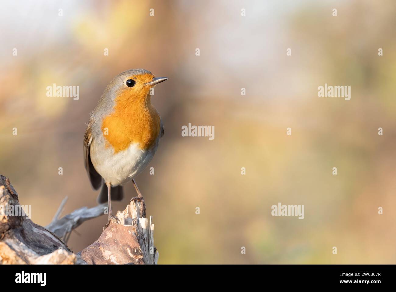 Typical European bird, European robin, Erithacus rubecula Stock Photo ...