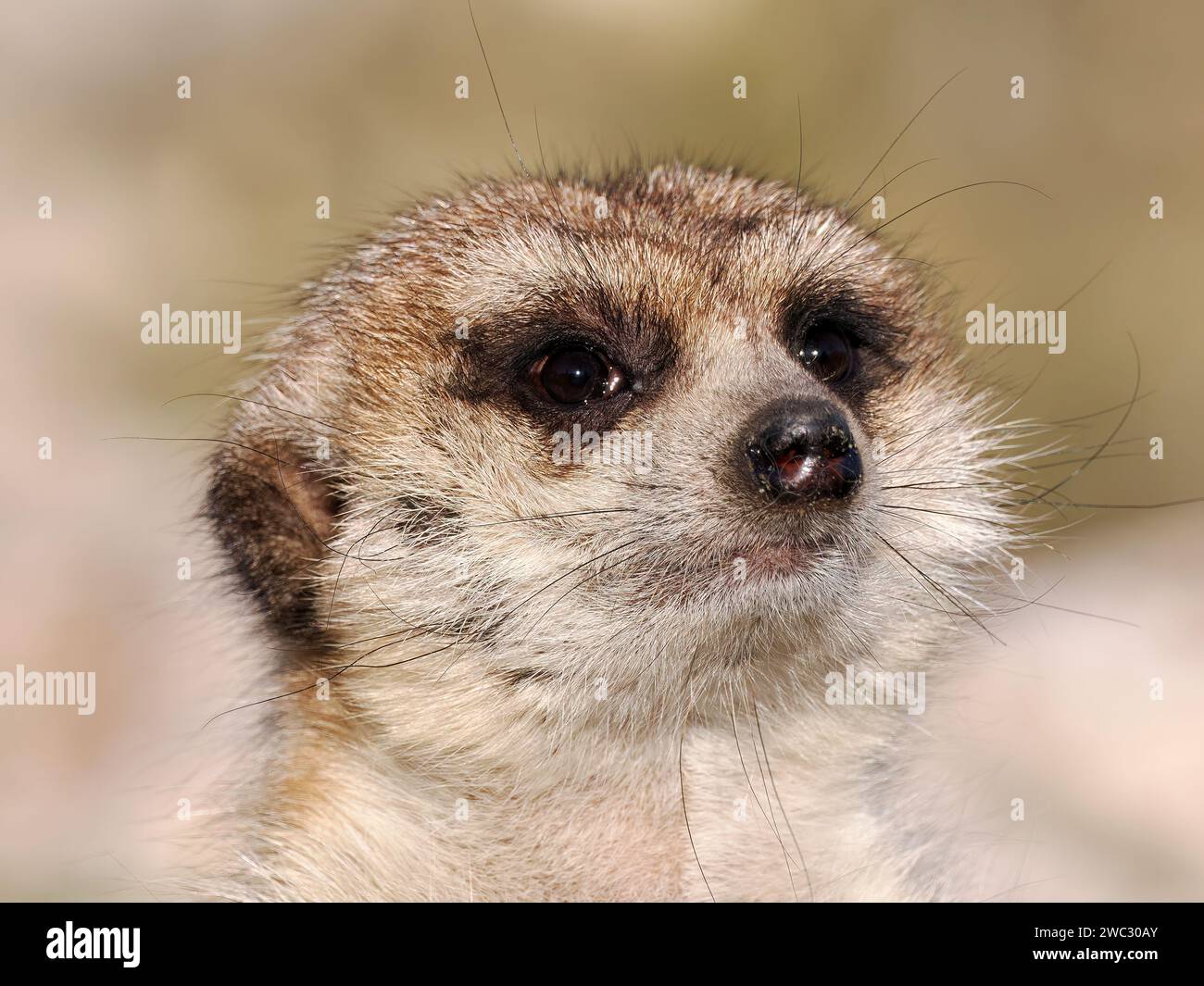 Meerkat, suricate, Erdmännchen, Surikate, Suricate, Suricata suricatta ...