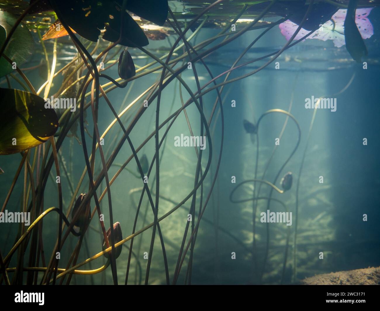 Tangled stems of water lily under water Stock Photo - Alamy