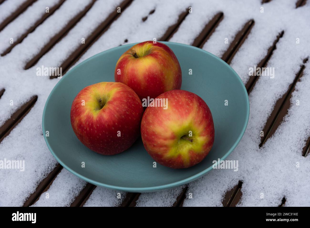 Three organic pink lady apples in bowl on snow covered table in garden ...