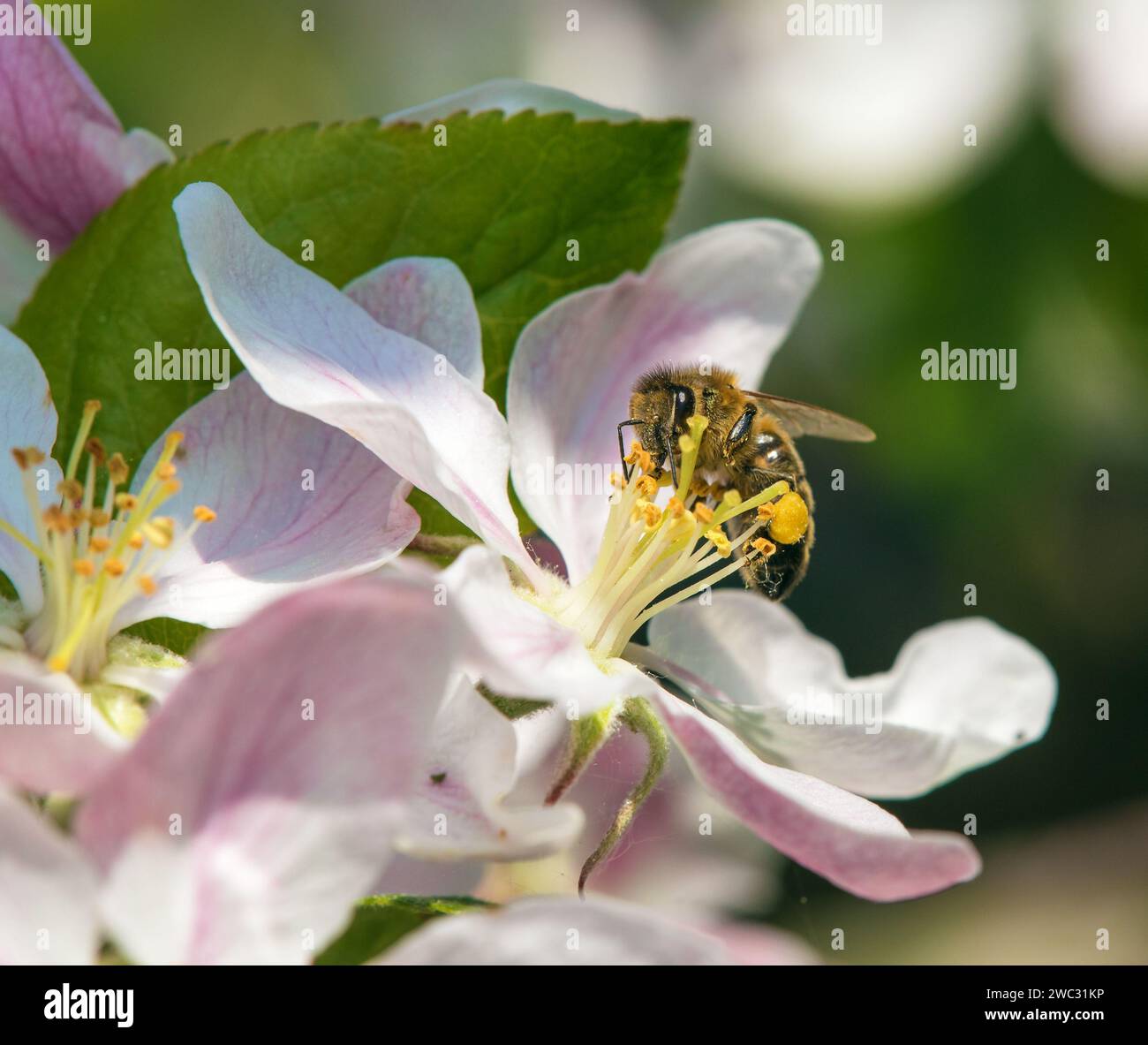 bee or honeybee in Latin Apis Mellifera, european or western honey bee ...