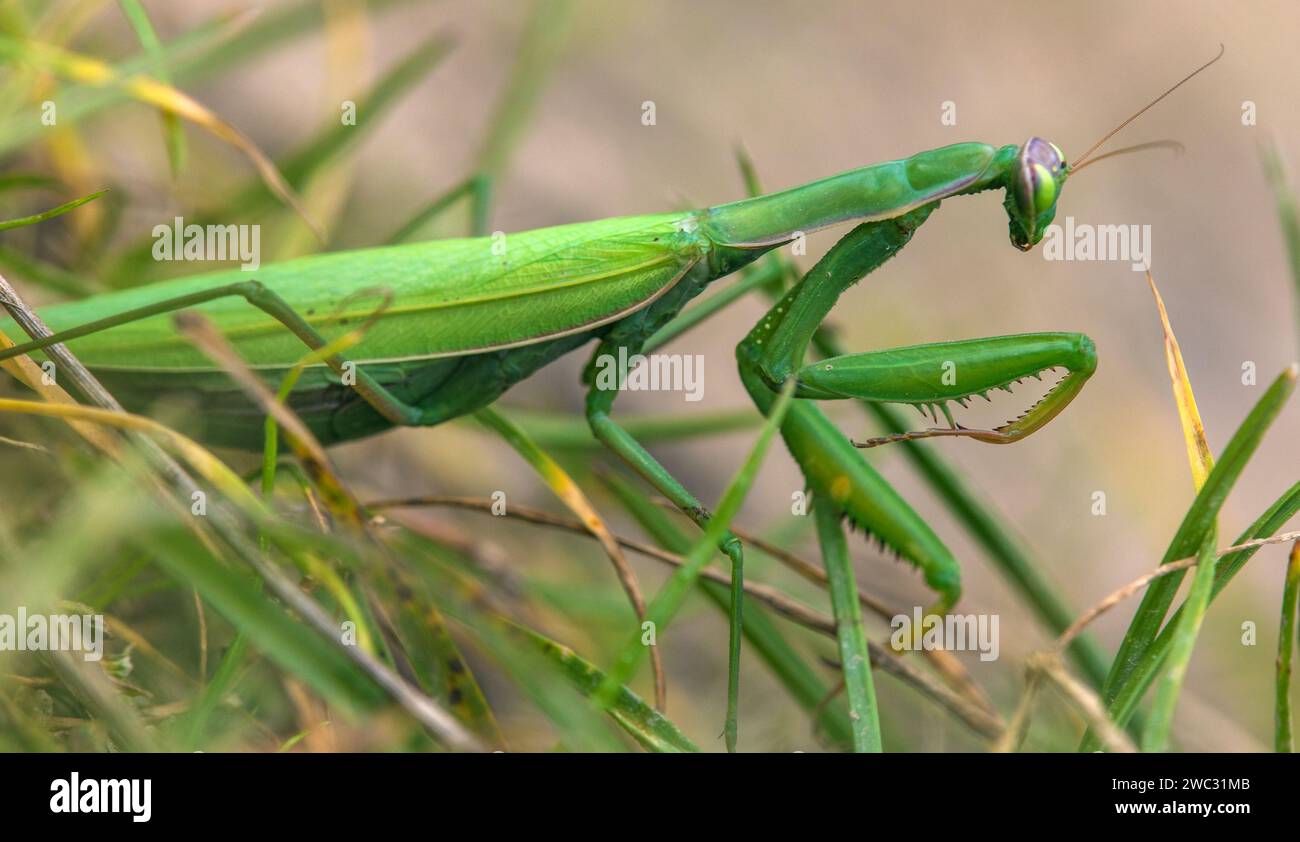 European Mantis or Praying Mantis in latin Mantis religiosa Stock Photo ...