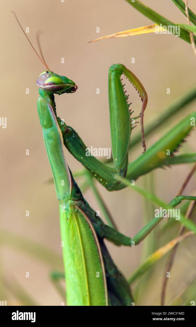 European Mantis or Praying Mantis in latin Mantis religiosa Stock Photo ...