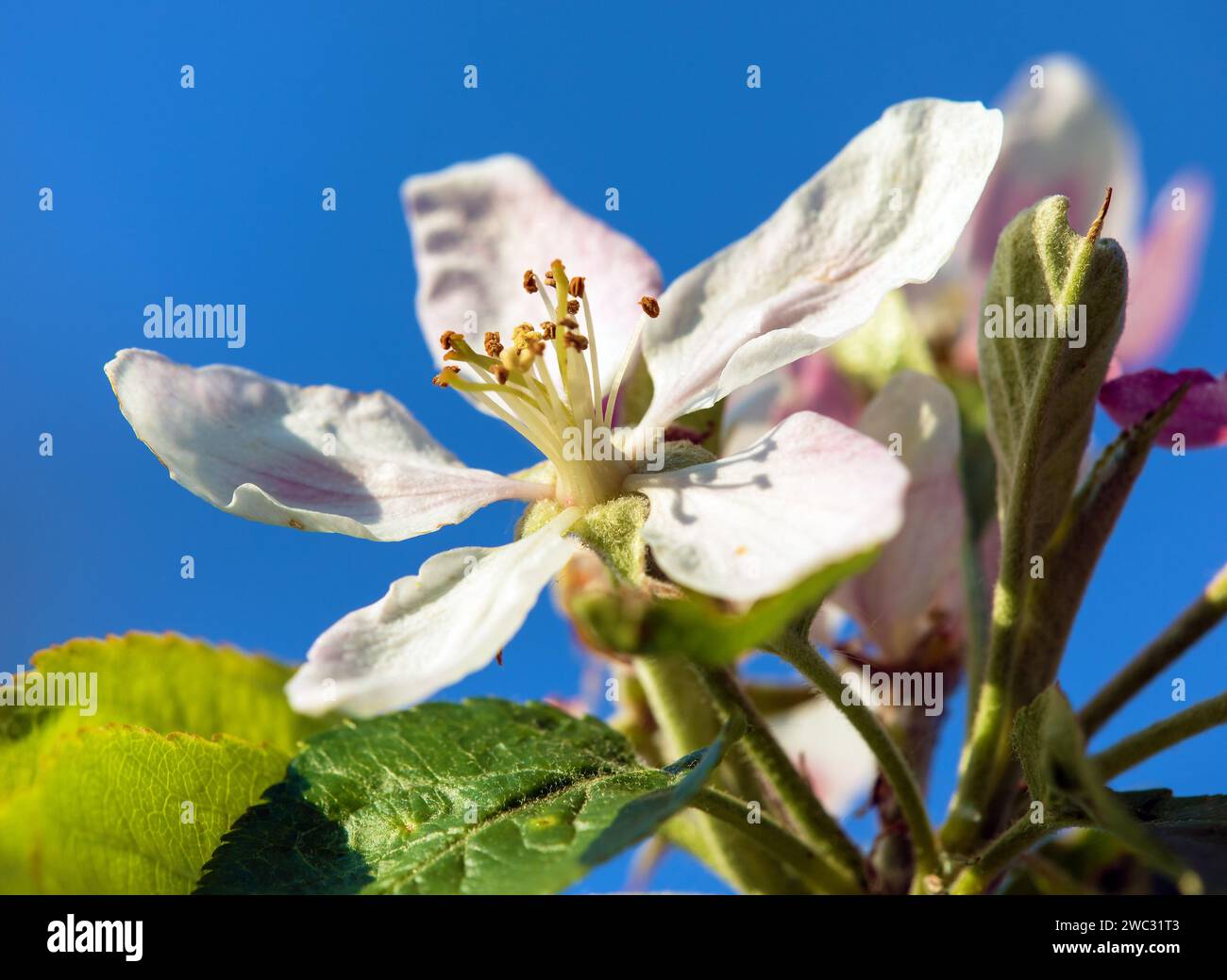 flower of apple tree in latin Malus Domestica Stock Photo - Alamy