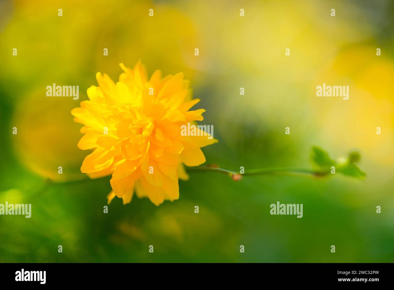 Ranunculus bush hi-res stock photography and images - Alamy