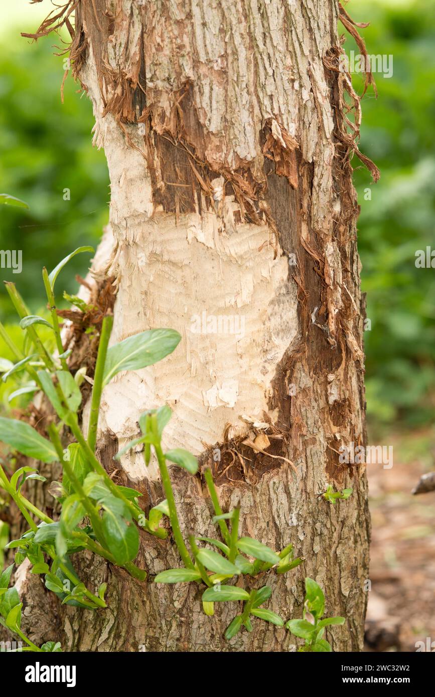European beaver, Eurasian beaver (Castor fibre), habitat, feeding marks ...