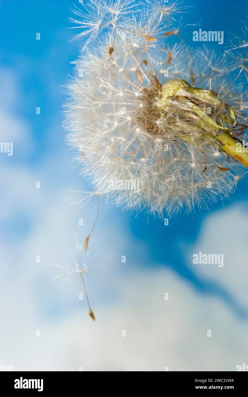 Common dandelion (Taraxacum ruderalia), seed head with seeds on a ...