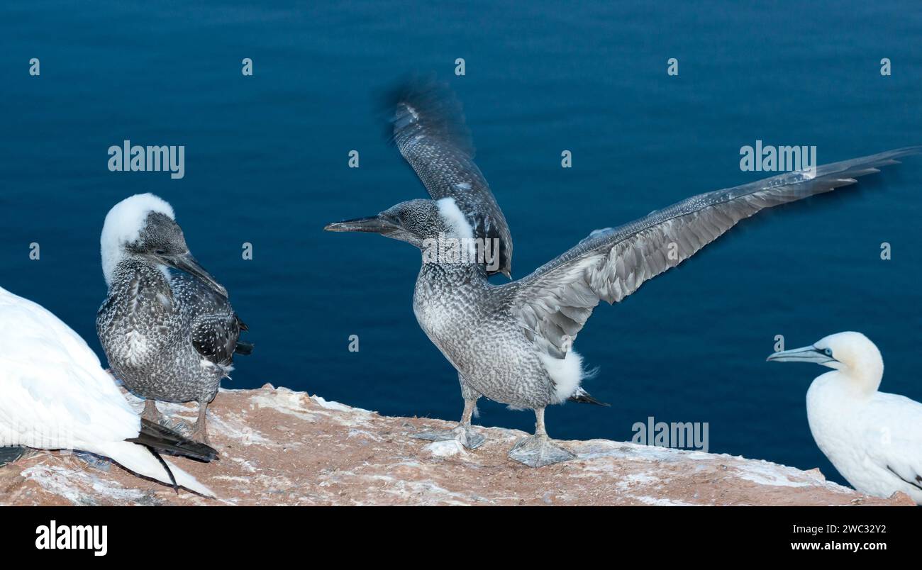 Northern gannet (Morus bassanus) (synonym: Sula bassana), two young ...