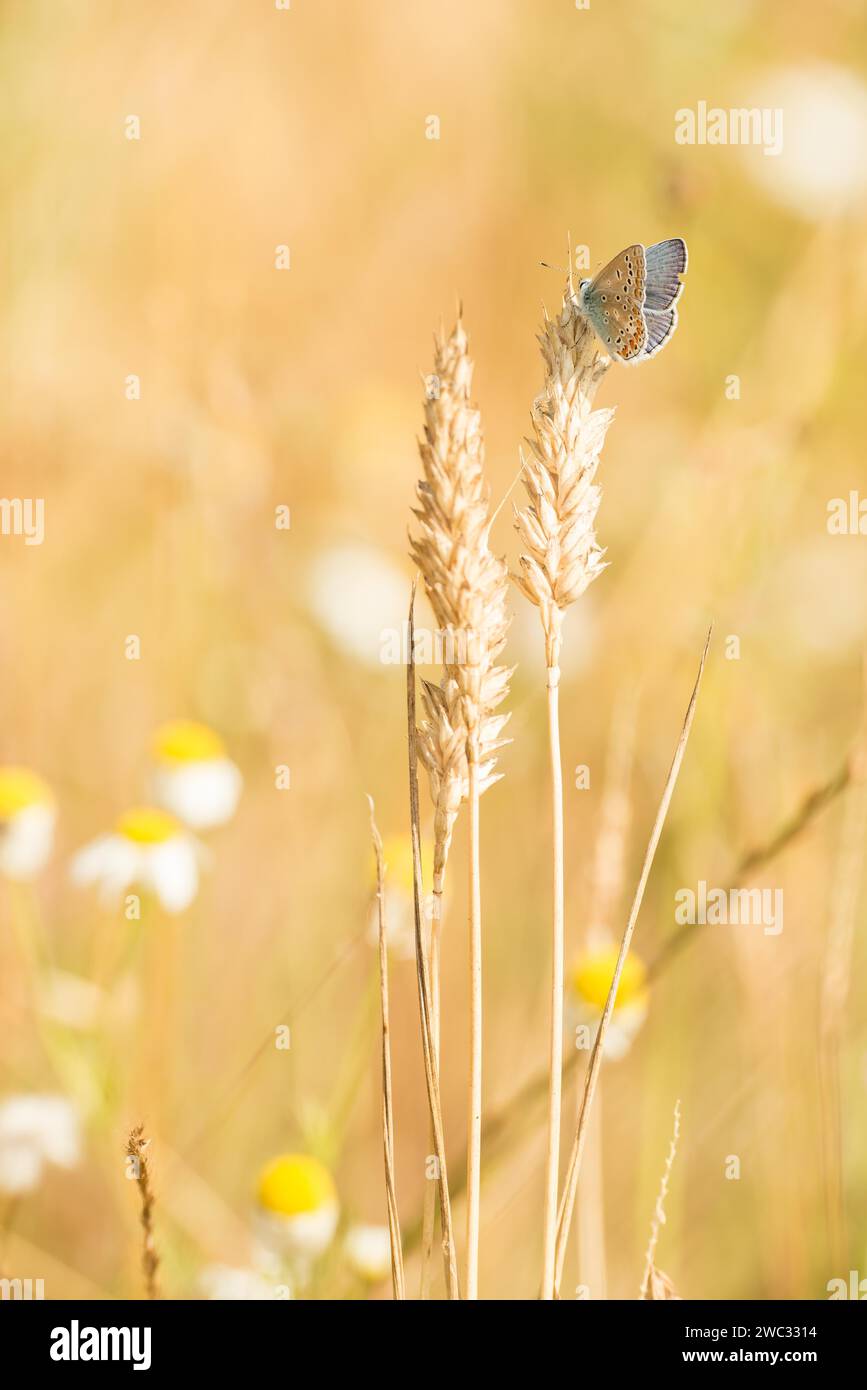 Common blue butterfly (Polyommatus icarus) sitting on an ear of corn in ...