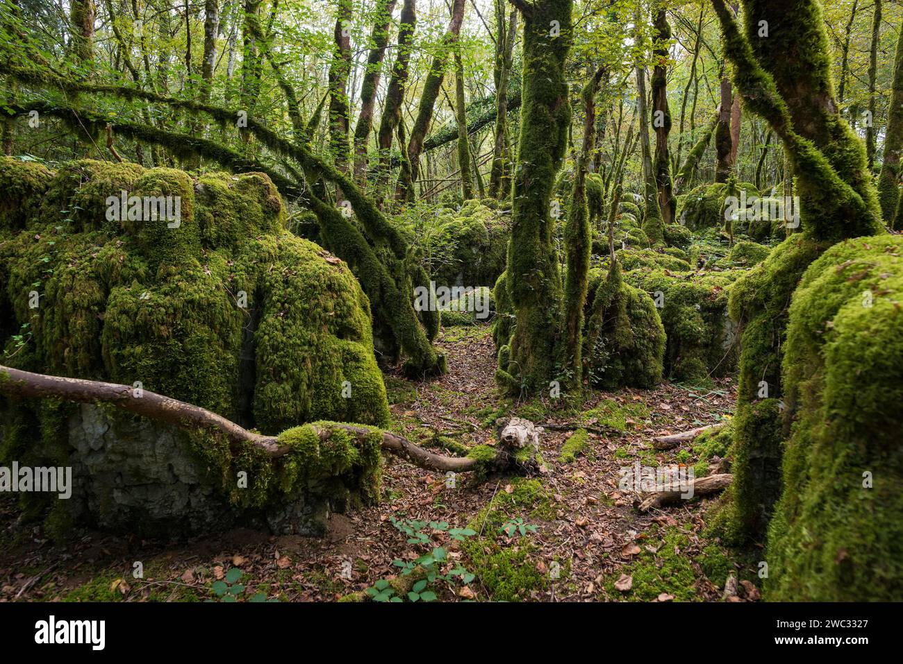 Hiking trail through forest with moss, valley of the Loue, Lizine, near ...