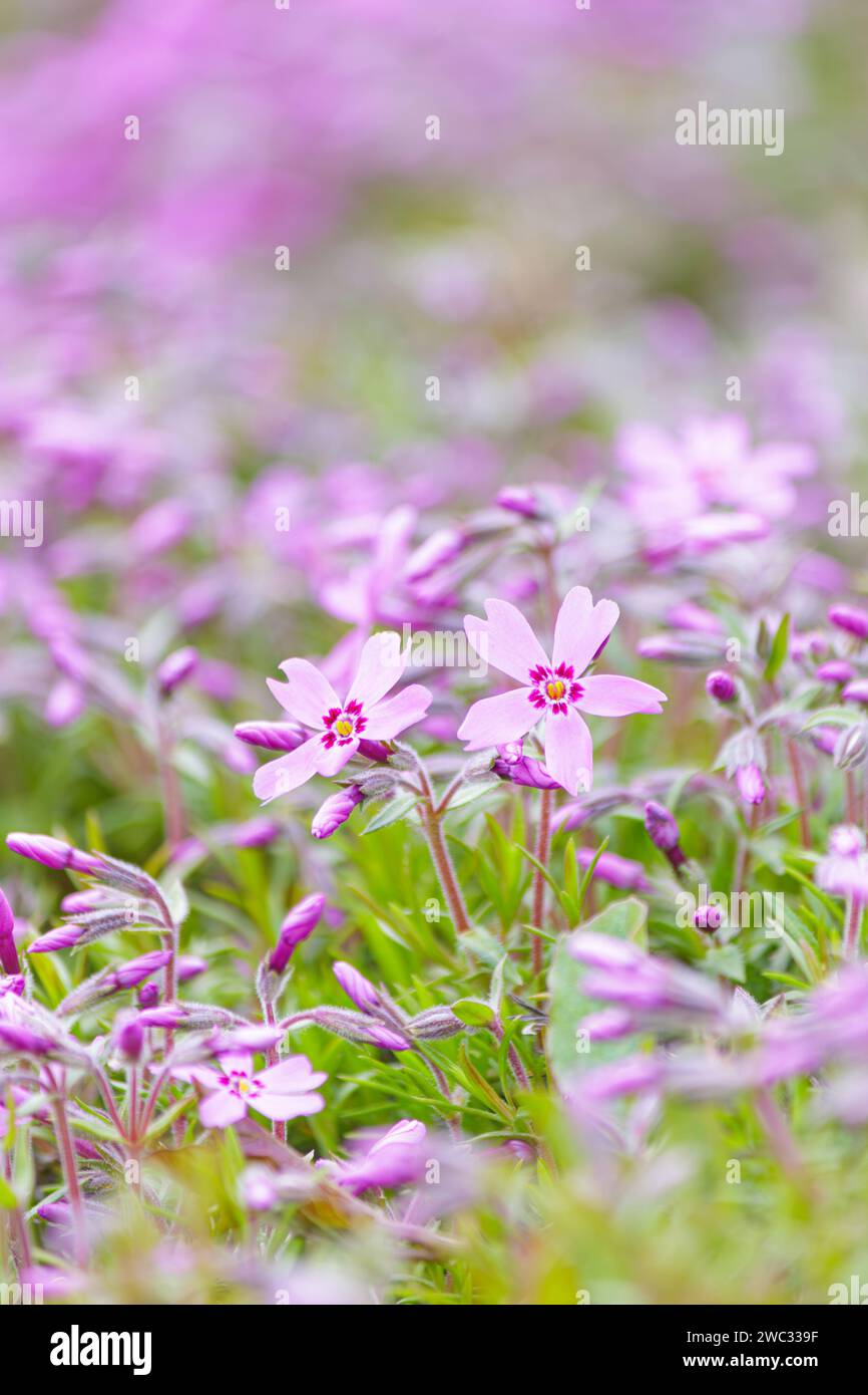 Close-up of pink Moss phlox flowers pink verbena on a blurred ...