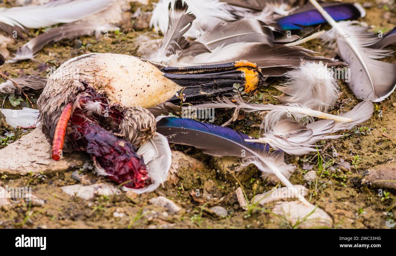 Duck killed hi-res stock photography and images - Alamy