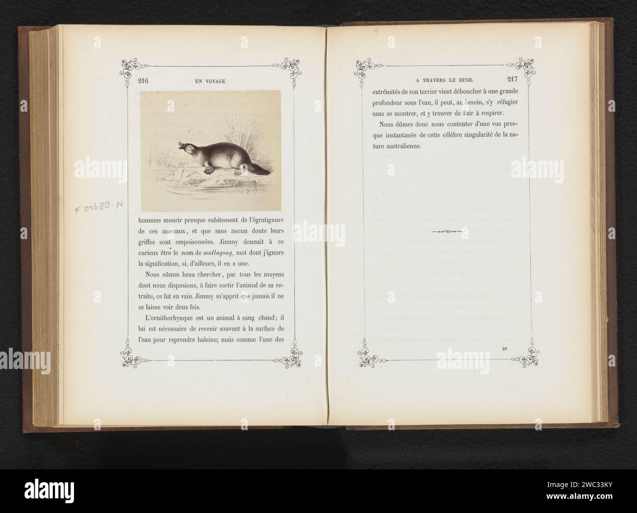 Photo production of a drawing of a platypus, François Poncy (attributed ...