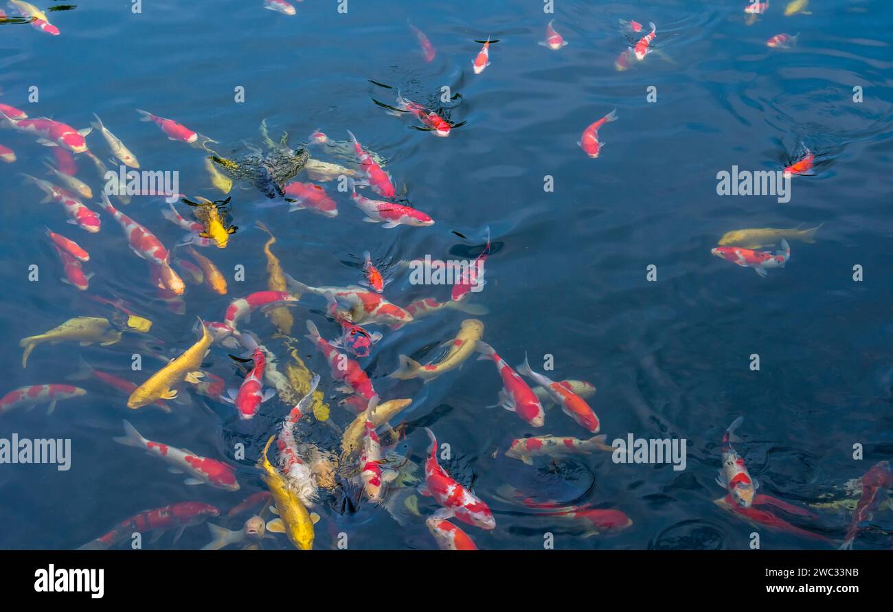 Koi swimming hi-res stock photography and images - Alamy