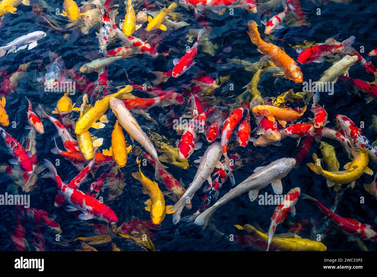 Koi swimming hi-res stock photography and images - Alamy
