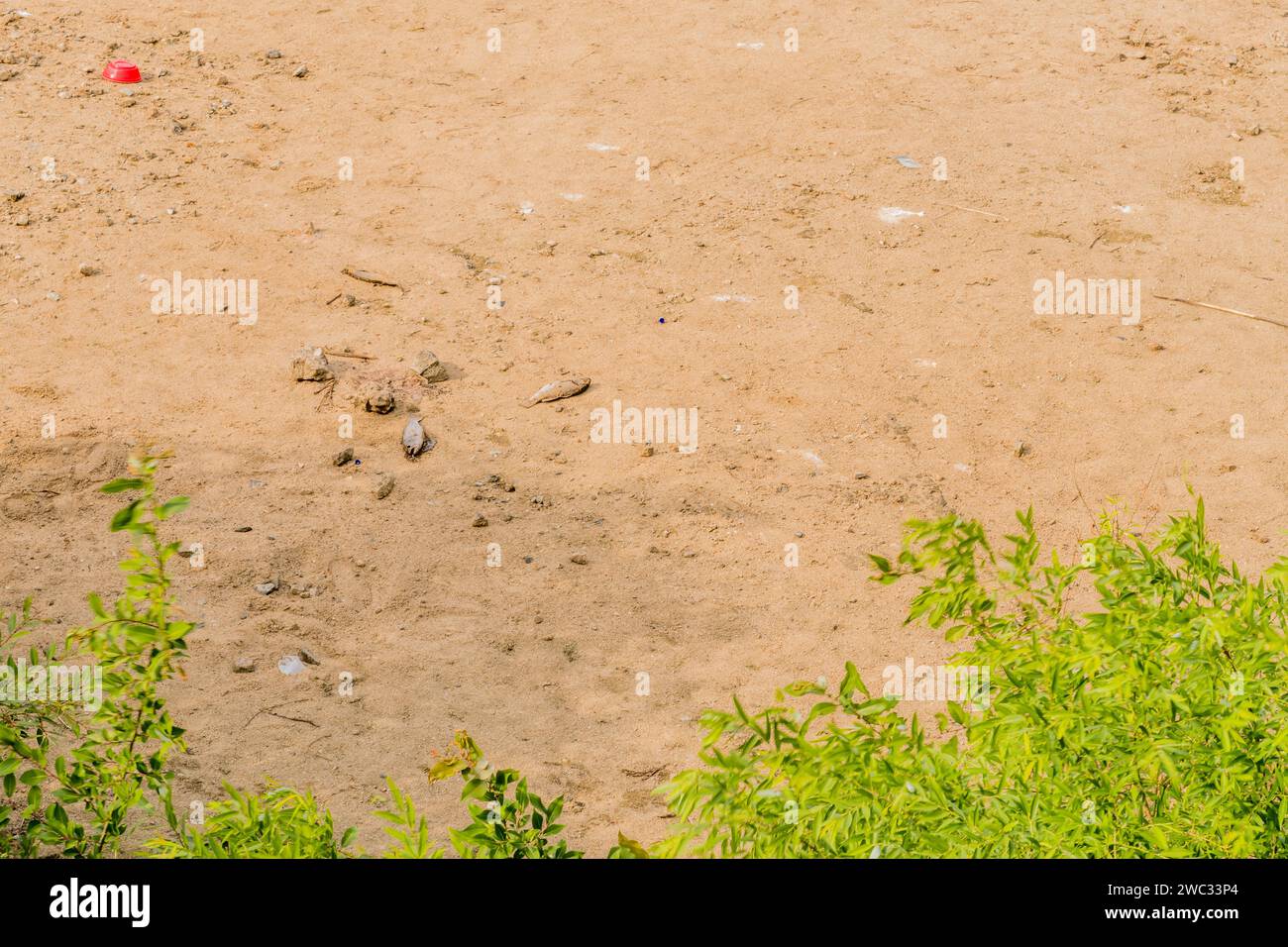 Dead fish laying on beach with green foliage in foreground Stock Photo ...