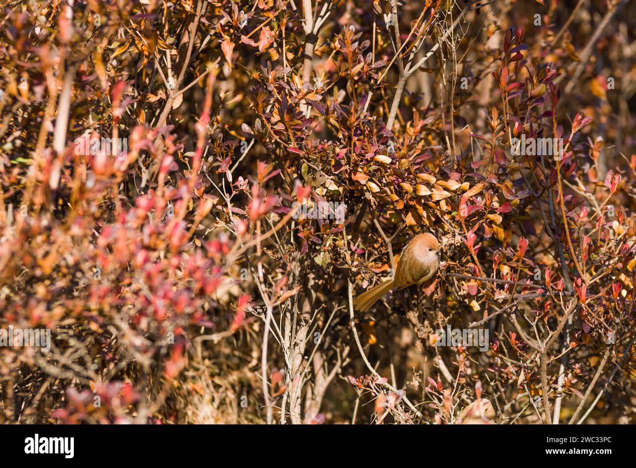 Rose finch hi-res stock photography and images - Alamy