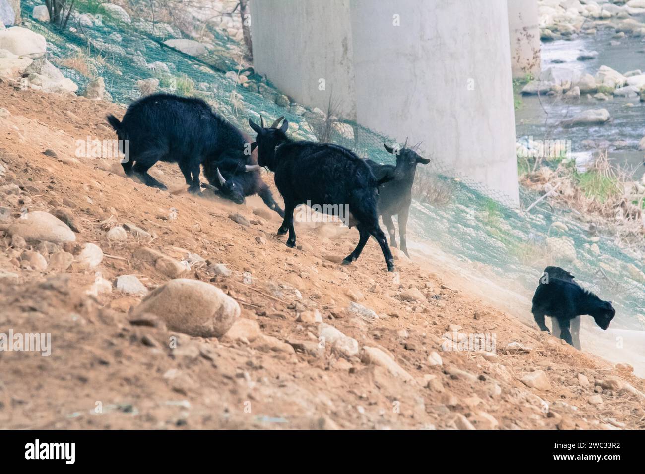 Small herd of black goats on a rocky hillside with two adult goats ...