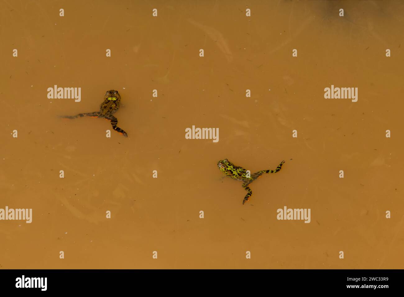 Two small green and brown marsh frog floating on the surface of a small ...