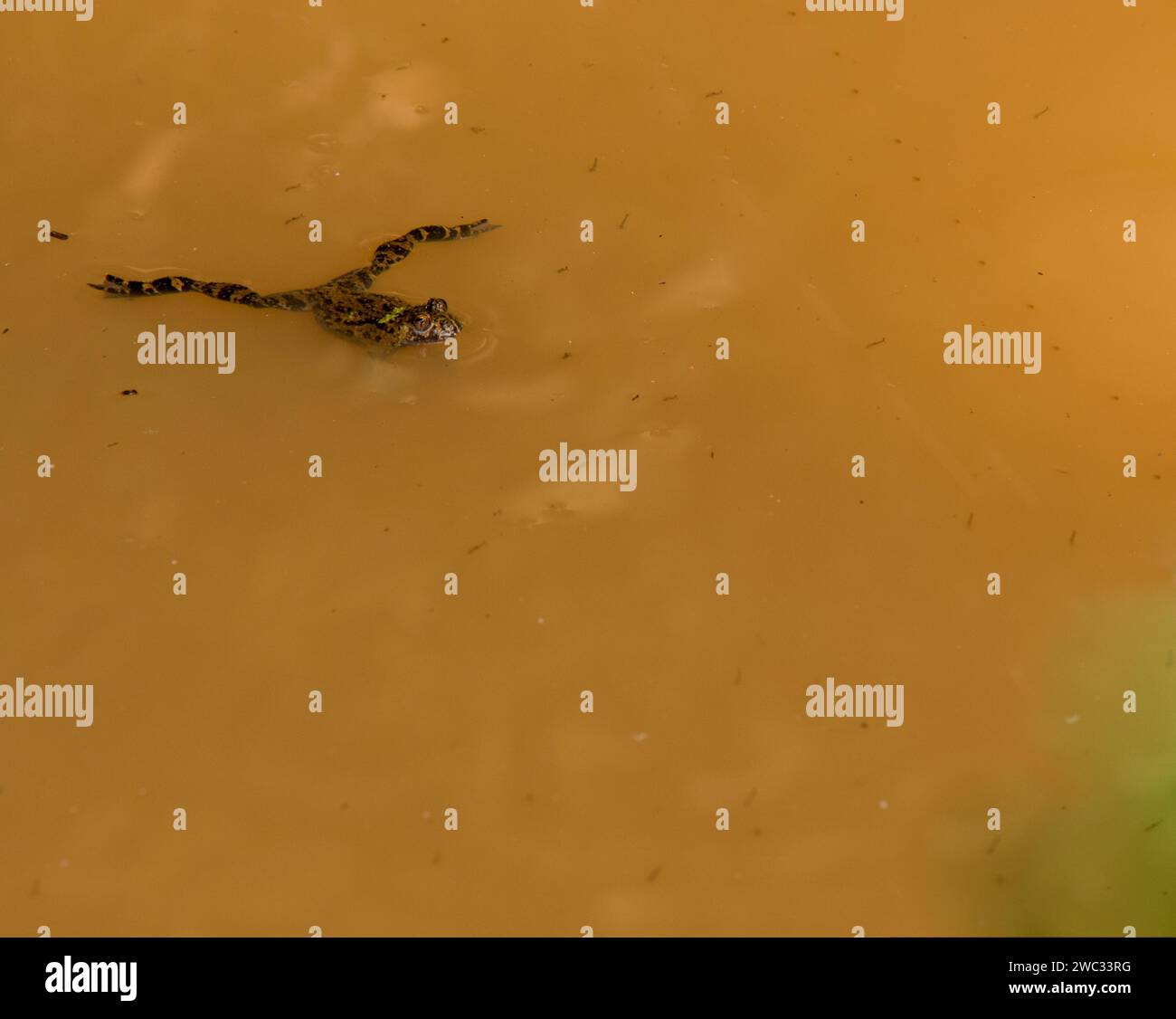 Small green and brown marsh frog floating on the surface of a small ...