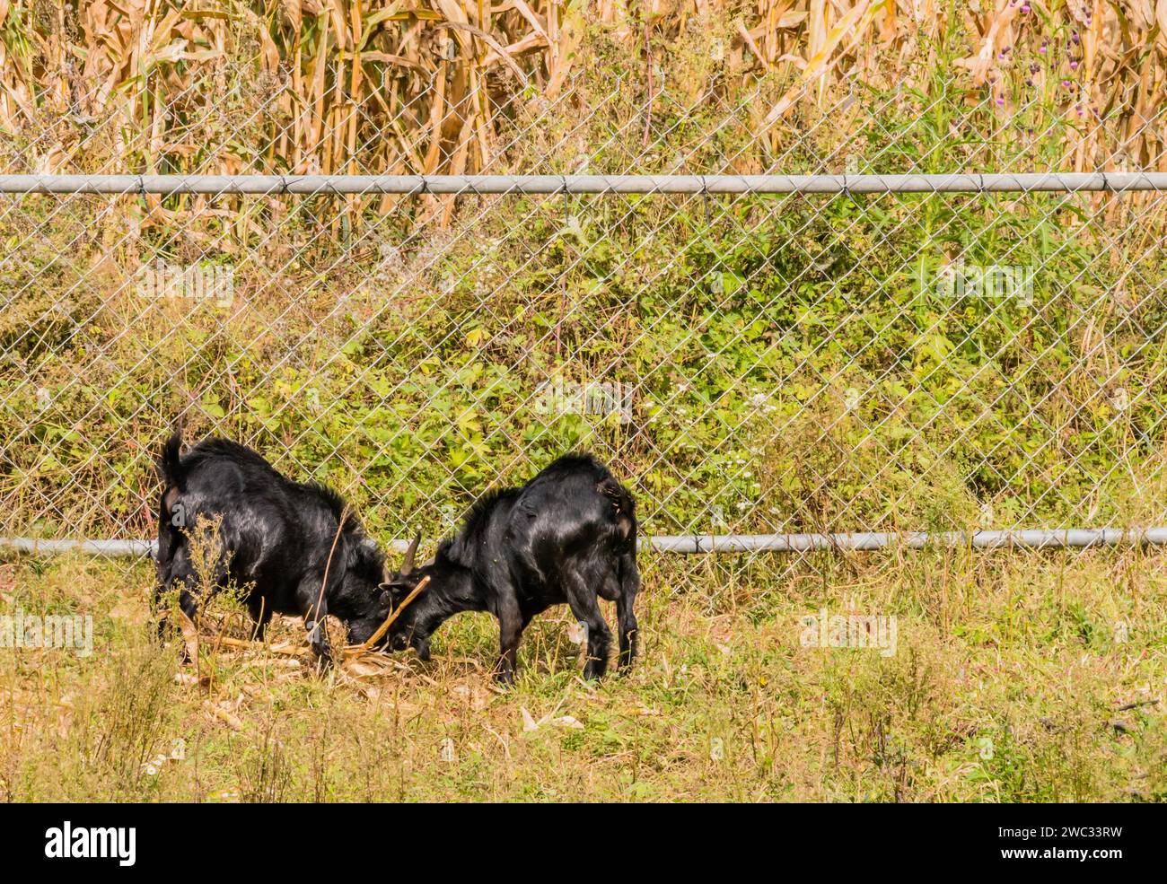Two adult black goats feeding next to a fence surrounding a field of ...