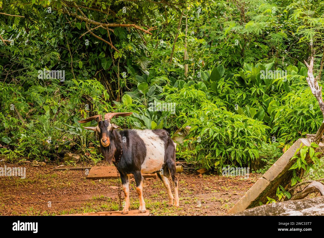 Black and white billy goat with large horns with a chain around its ...