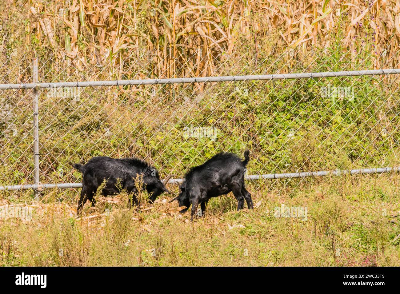 Two adult black goats feeding next to a fence surrounding a field of ...