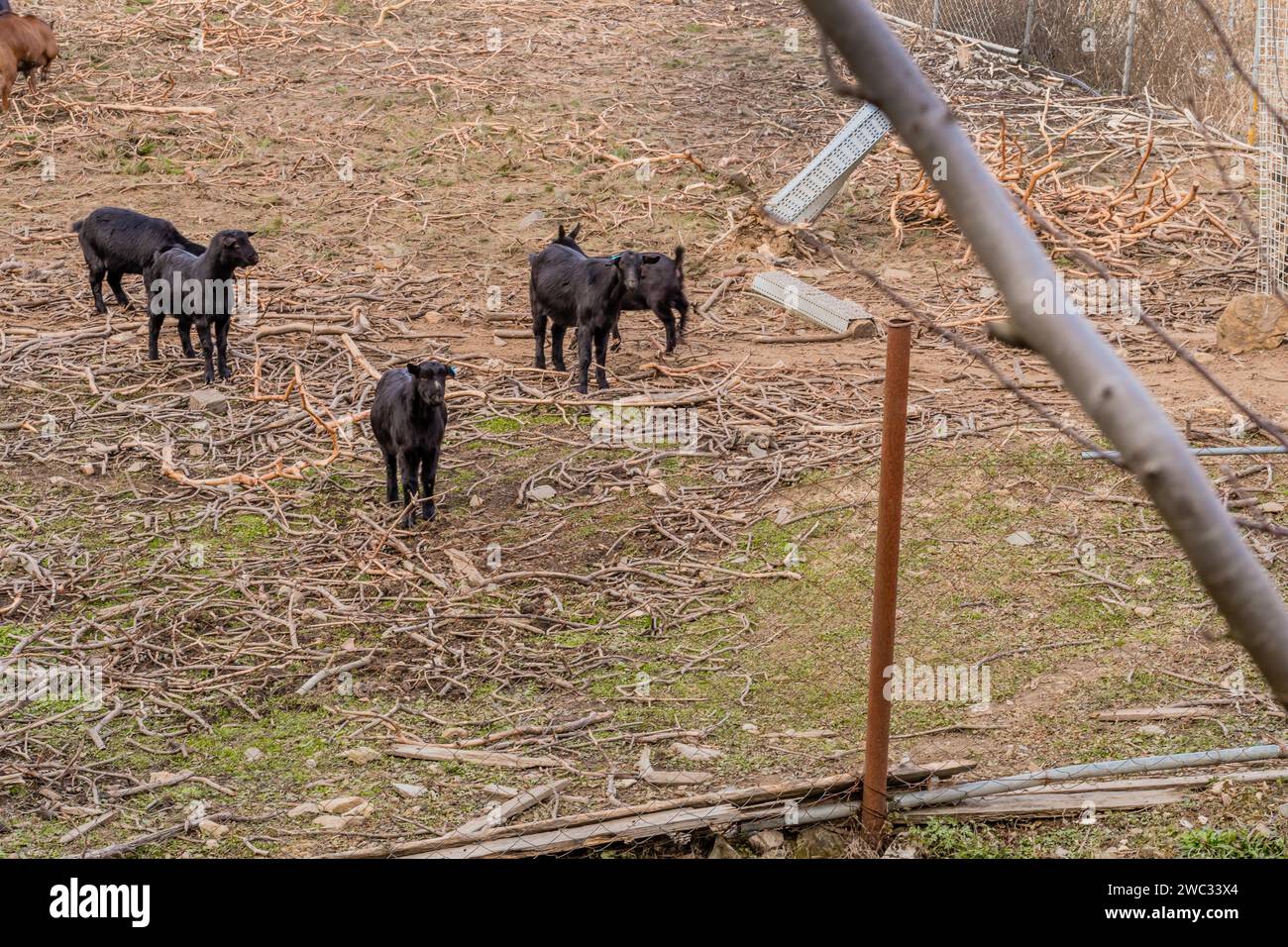 Black bengal goat hi-res stock photography and images - Alamy